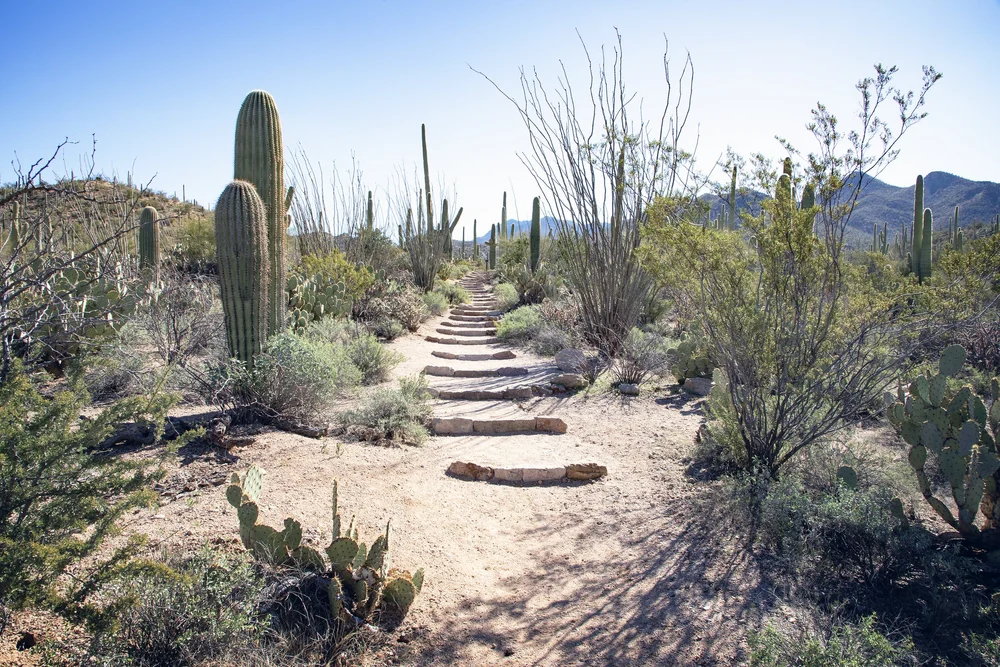 Perfect 1 Day Itinerary for Saguaro National Park — Flying Dawn Marie ...
