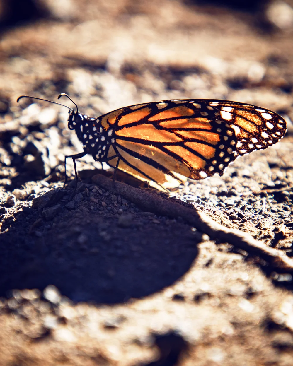 Monarch Butterfly Grove - Thousands of Butterflies in Pismo Beach, CA ...