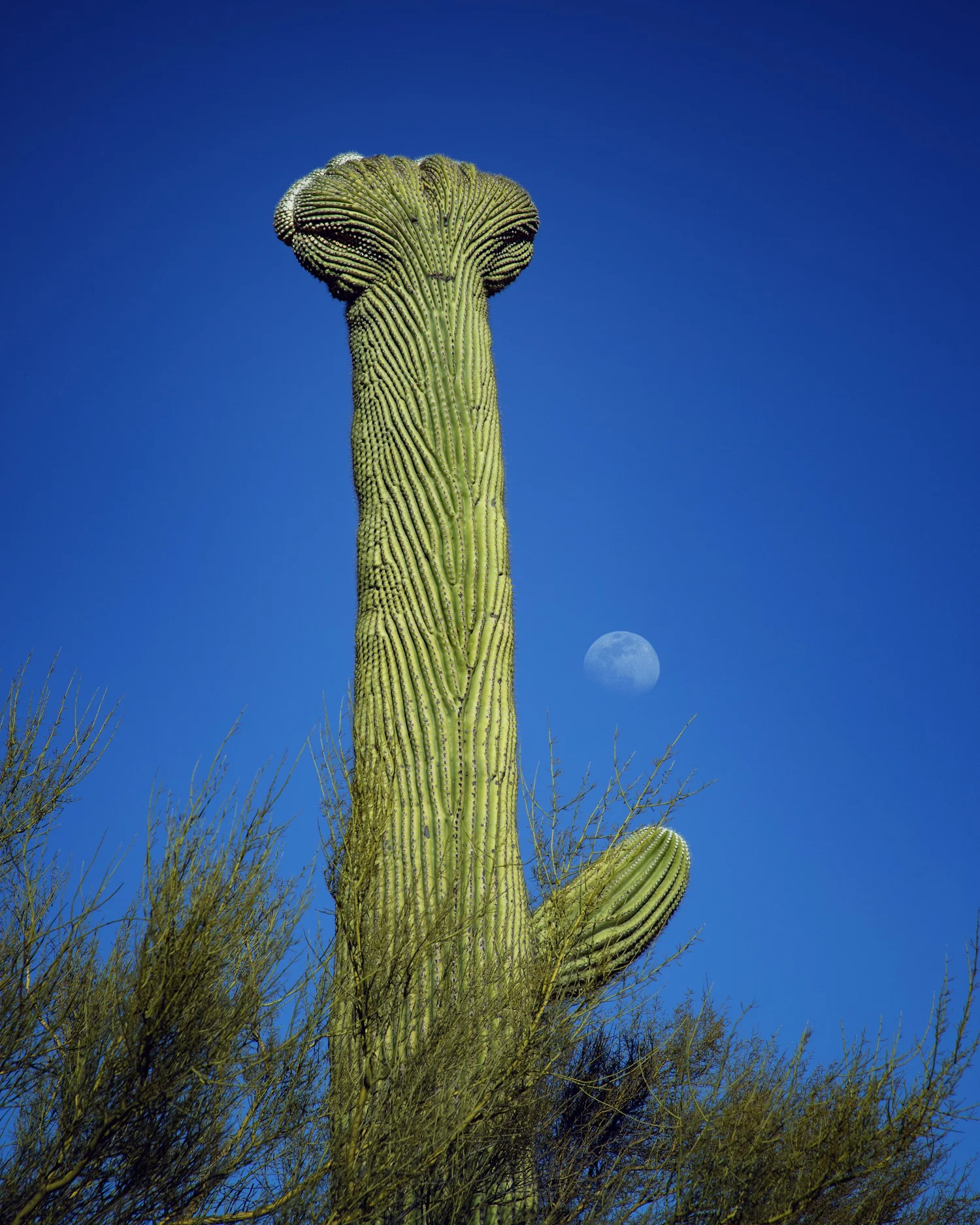Cactus Forest Drive Top 10 Stops (Saguaro National Park East) — Flying ...