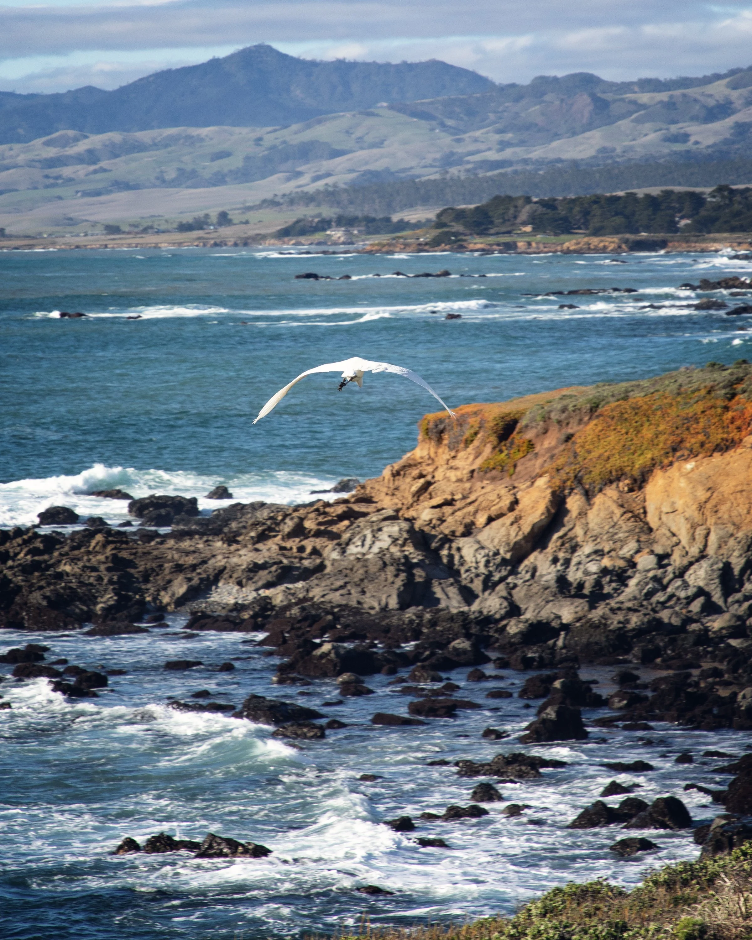 Fiscalini Ranch Preserve - Best Hikes & Coastal Views in Cambria, CA ...