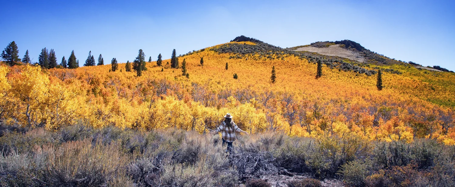 Eastern Sierra Fall Color Report (GO NOW/GO SOON) - Top Spots in Mono ...