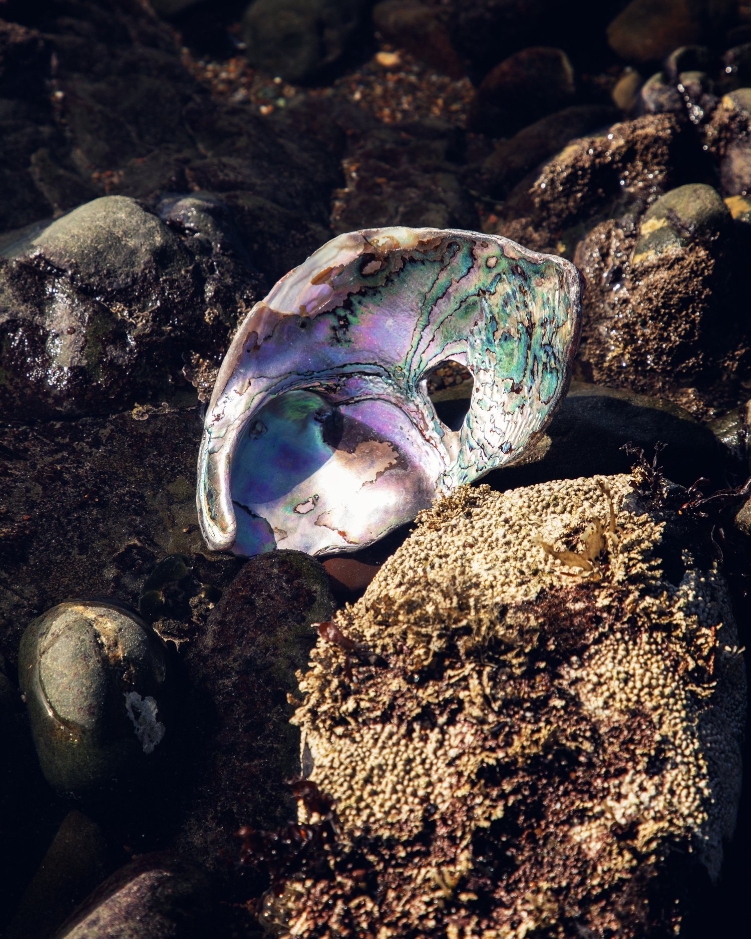 Moonstone Beach First Timers Guide (Cambria, CA) — Flying Dawn Marie ...