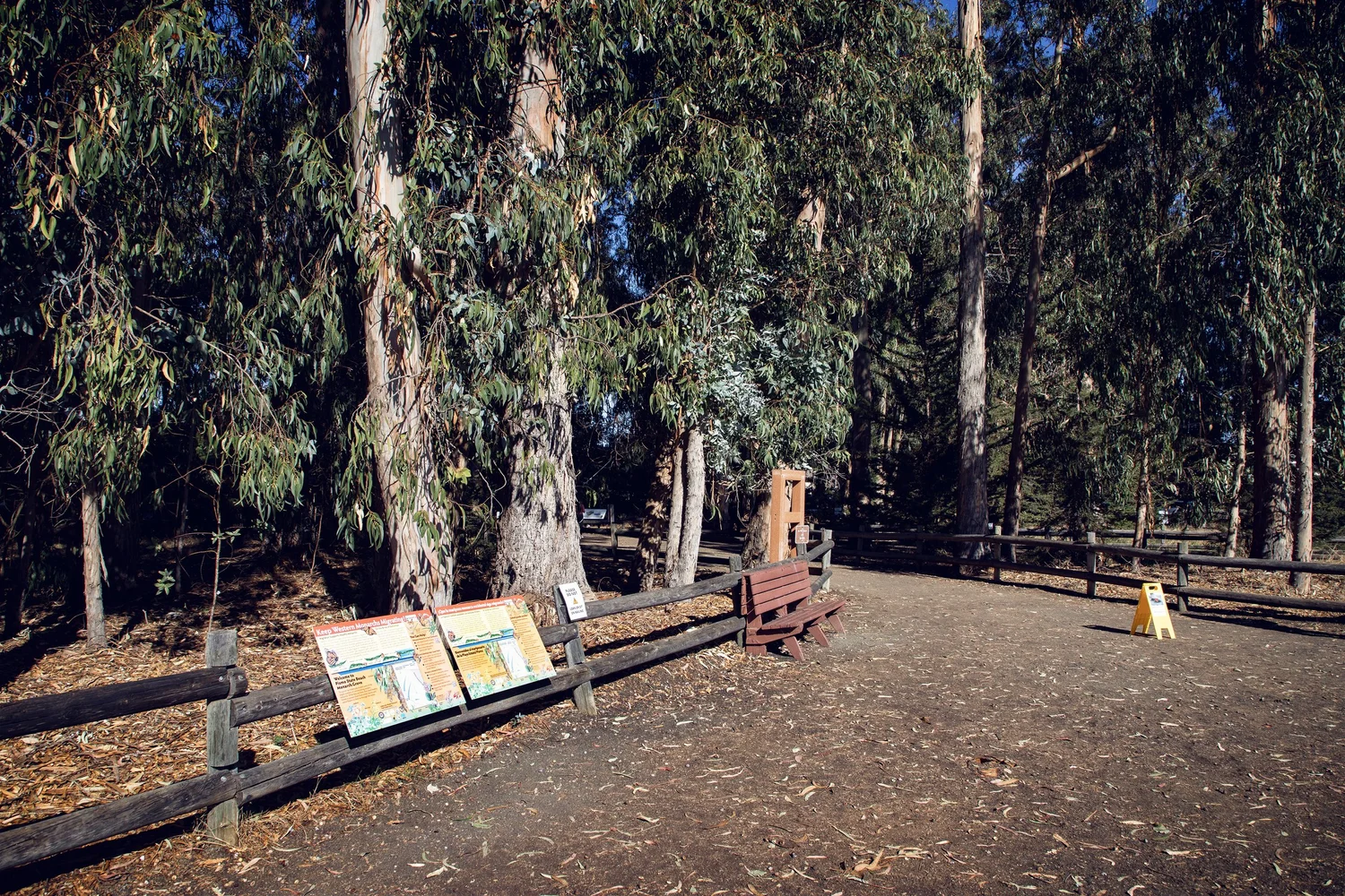 Monarch Butterfly Grove - Thousands of Butterflies in Pismo Beach, CA ...