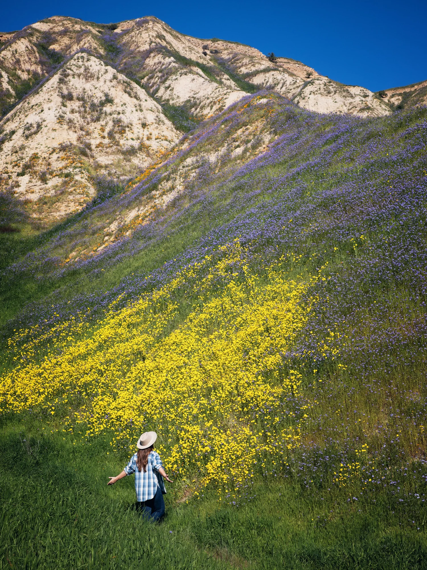 California Wildflower Are Blooming Early! (CURRENT CONDITIONS - Early ...