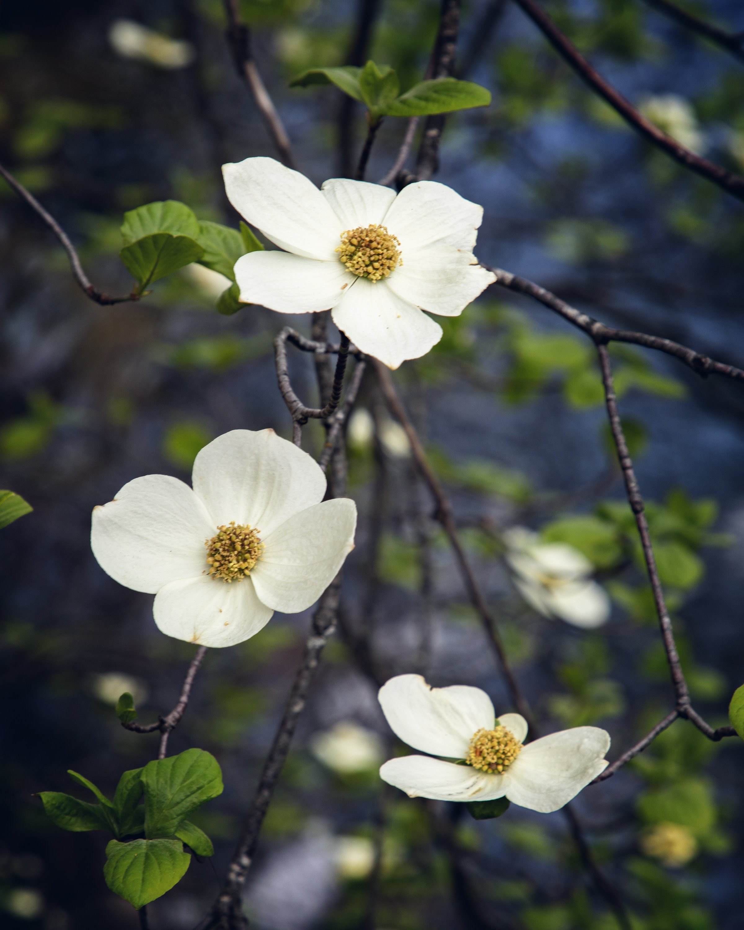 Yosemite 2025 Spring Update (Waterfalls & Wildflowers CURRENT ...