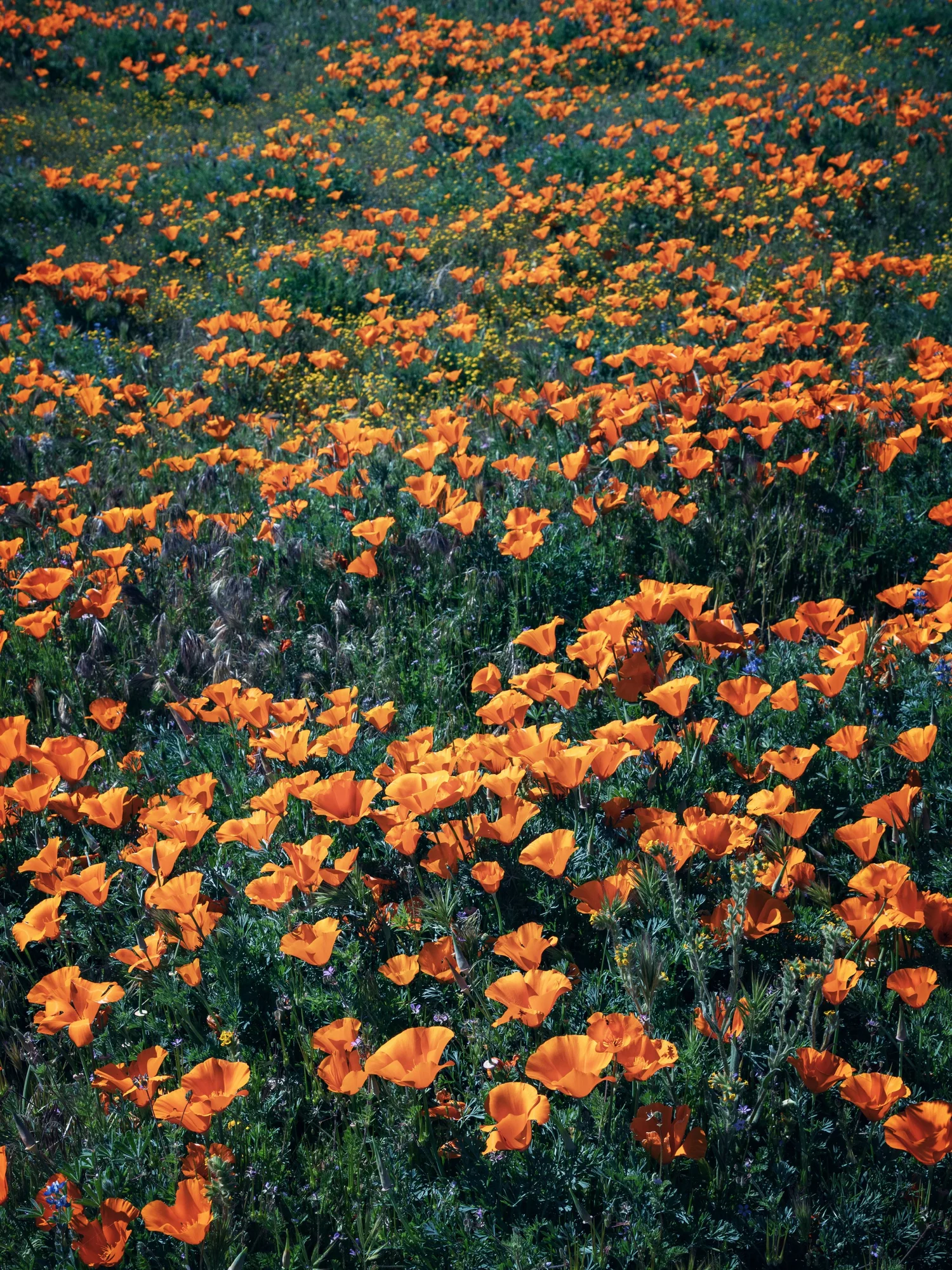 Antelope Valley Poppy Reserve: California Poppies Blooming Right Now ...