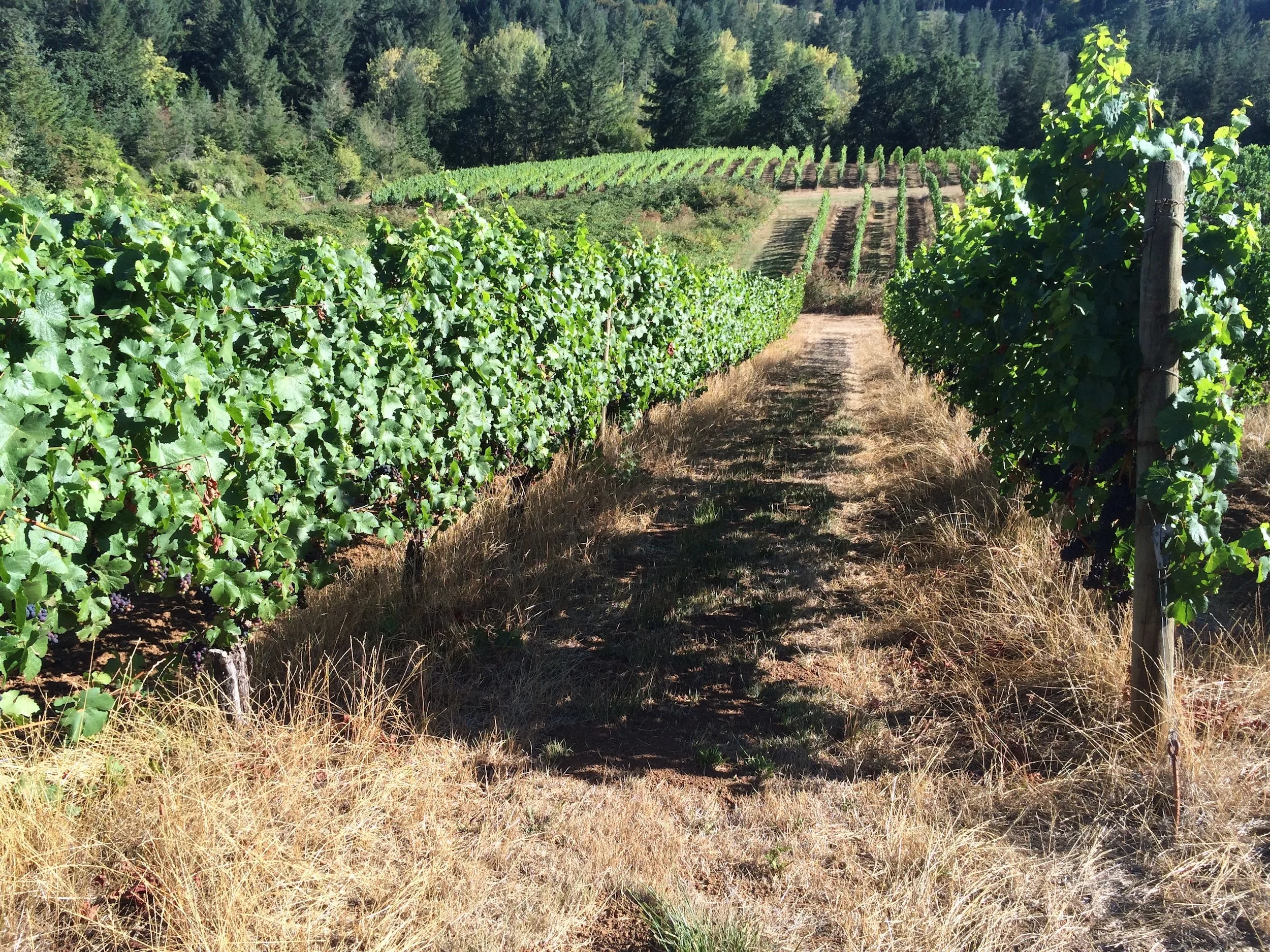 Wines & Purchasing — Goodfellow Family Cellars