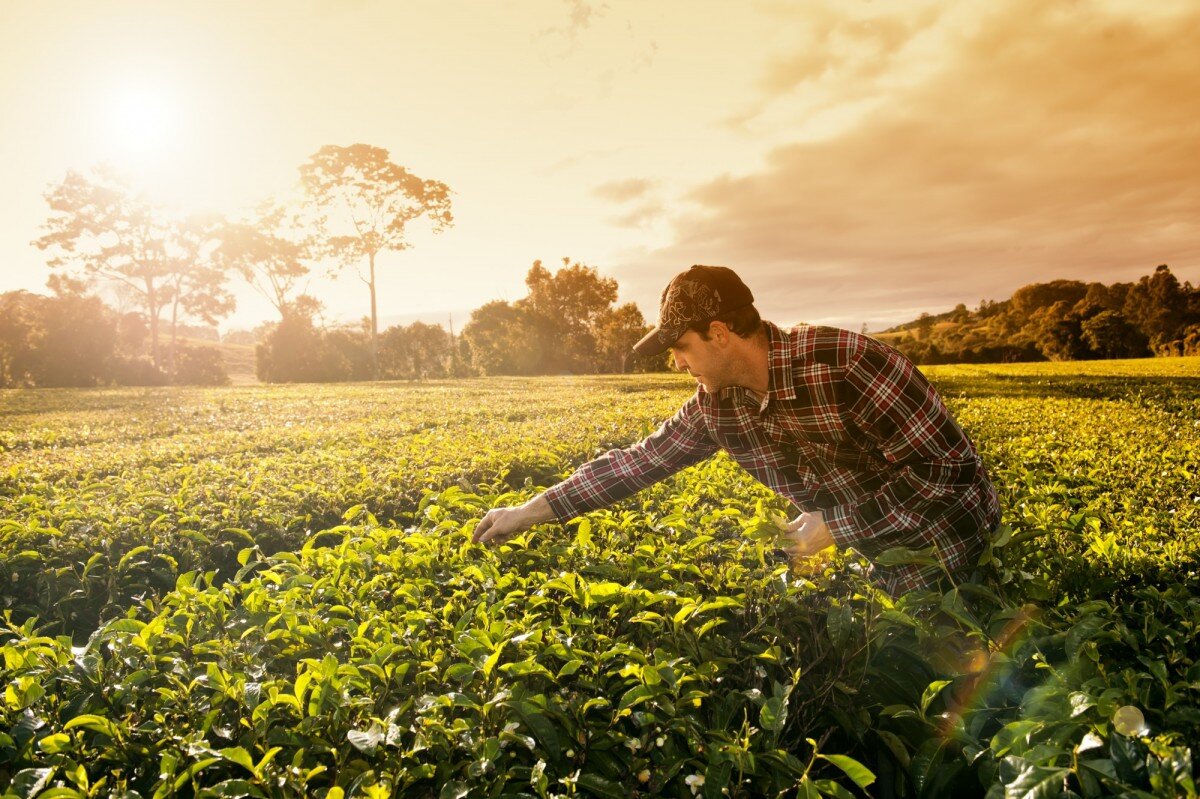 48 Hours in the Tweed — Husk Farm Distillery