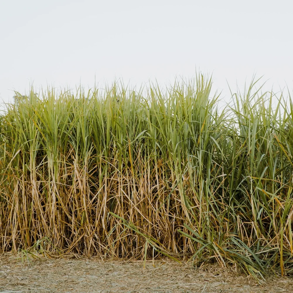 Why is cane juice rum so rare? — Husk Farm Distillery