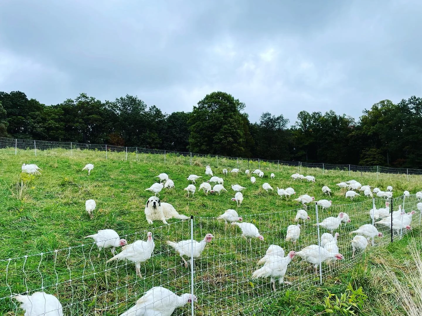 Pike Mountain Farm