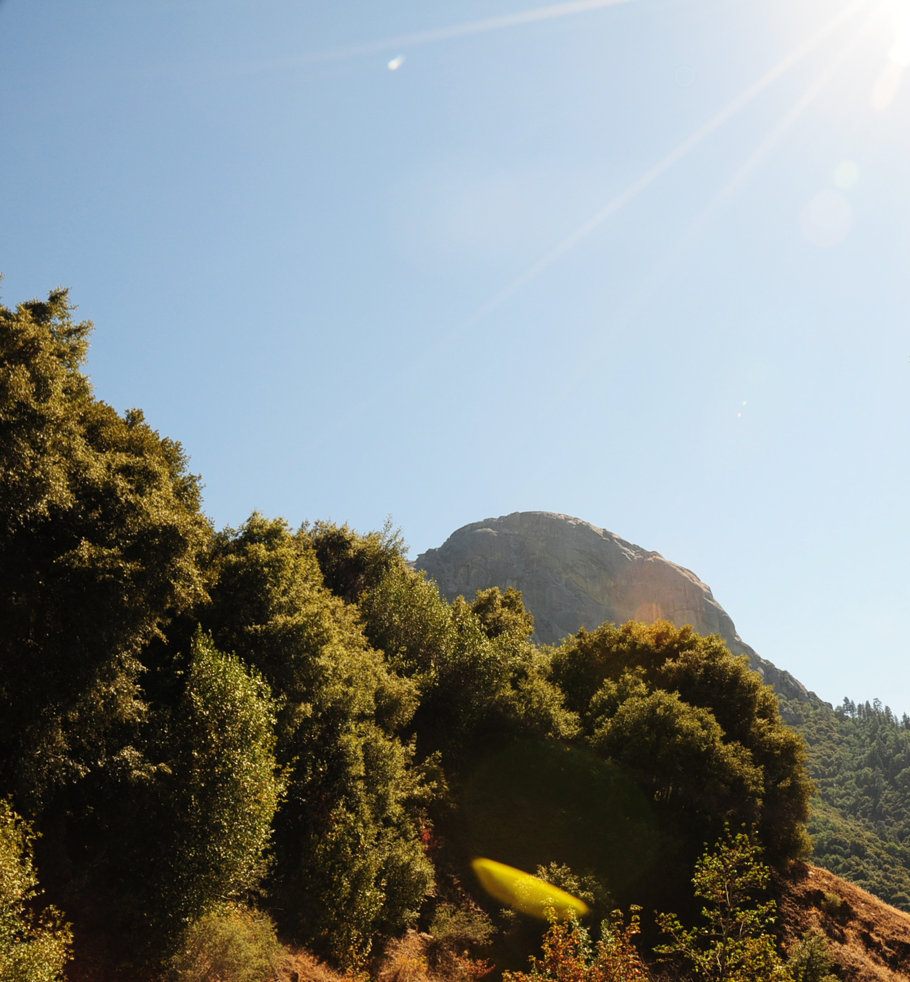 Roots of Resilience — Emily C MacLeod