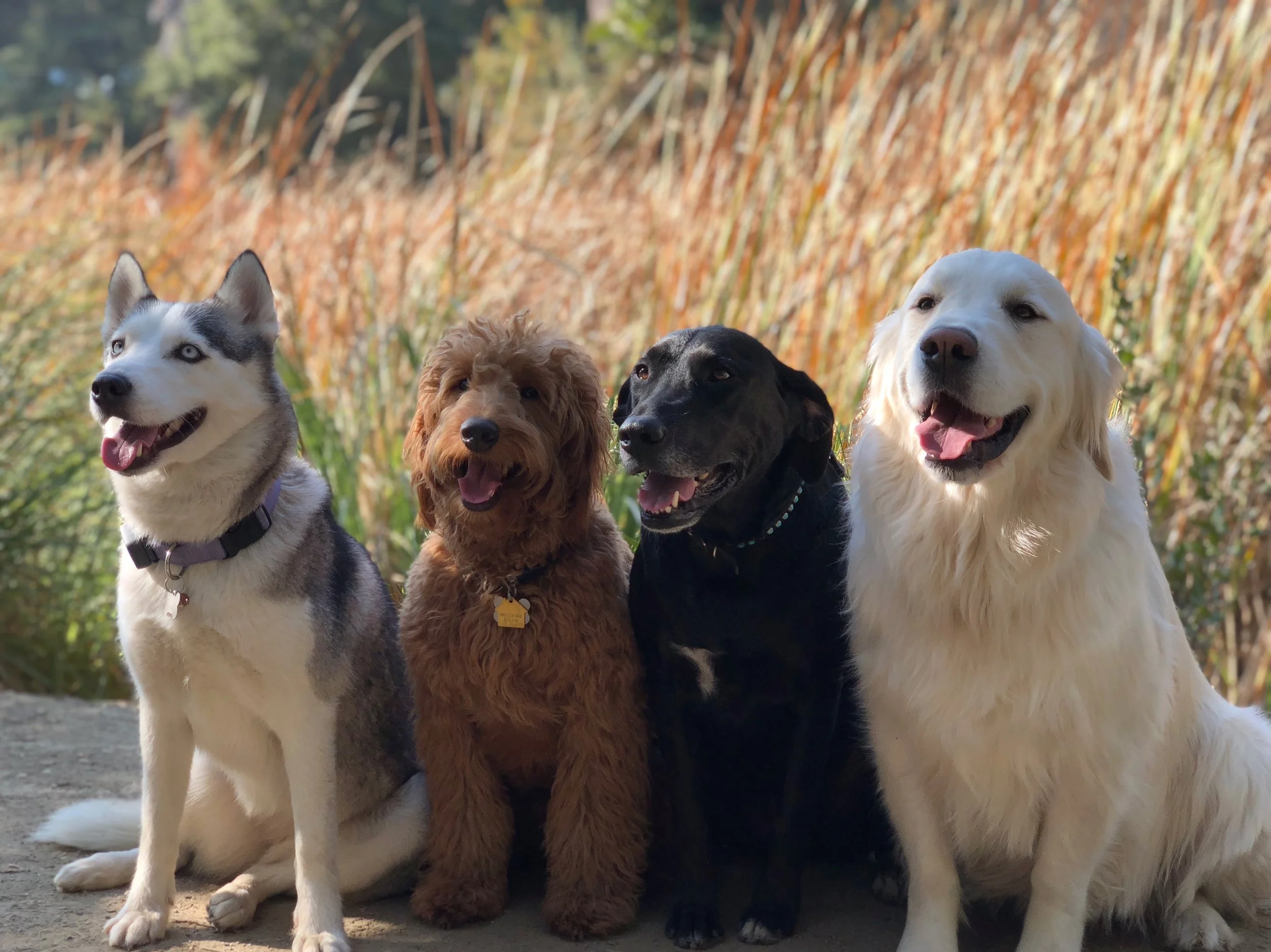 The Dog Guru