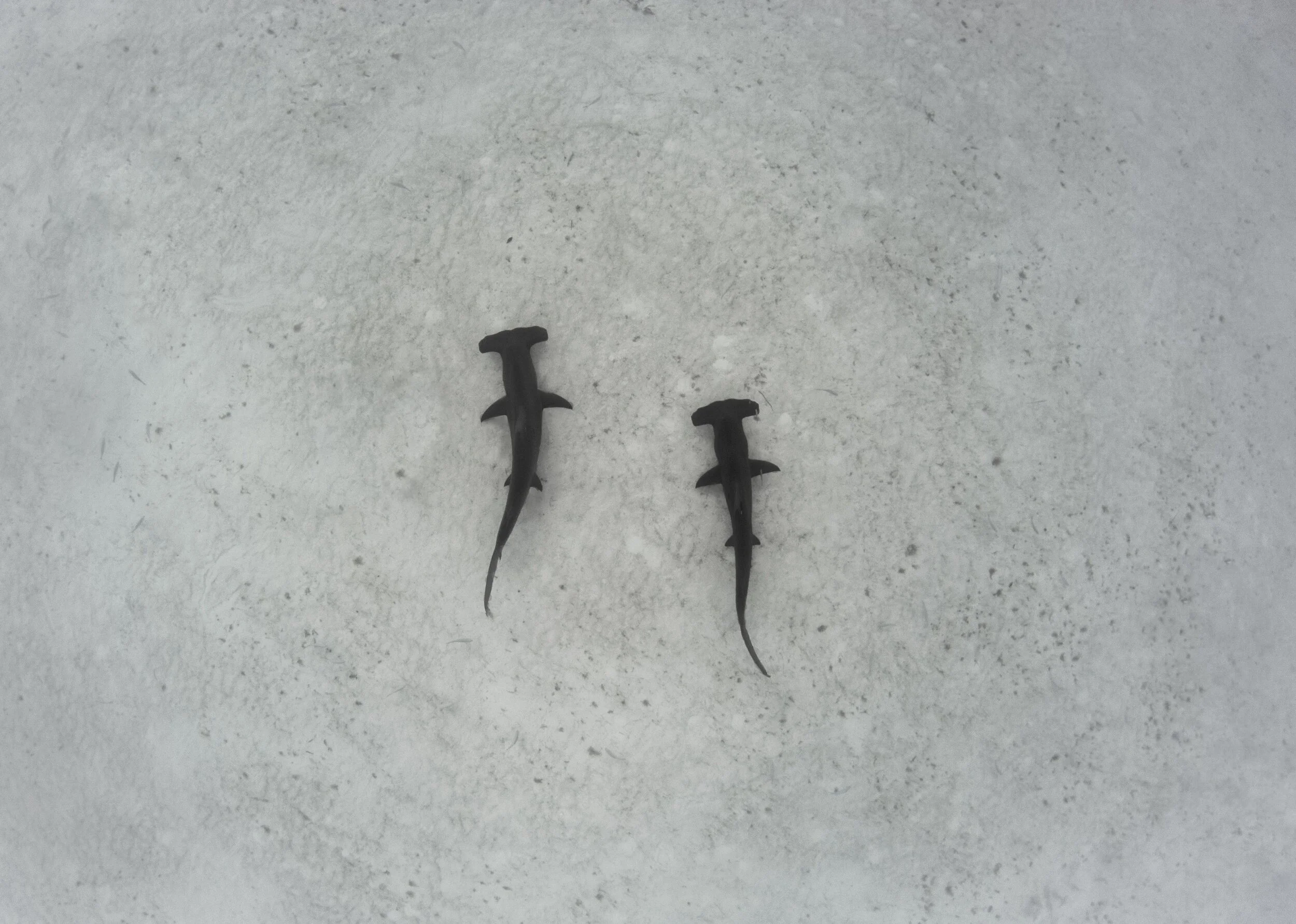 Research — Dr. Tristan Guttridge