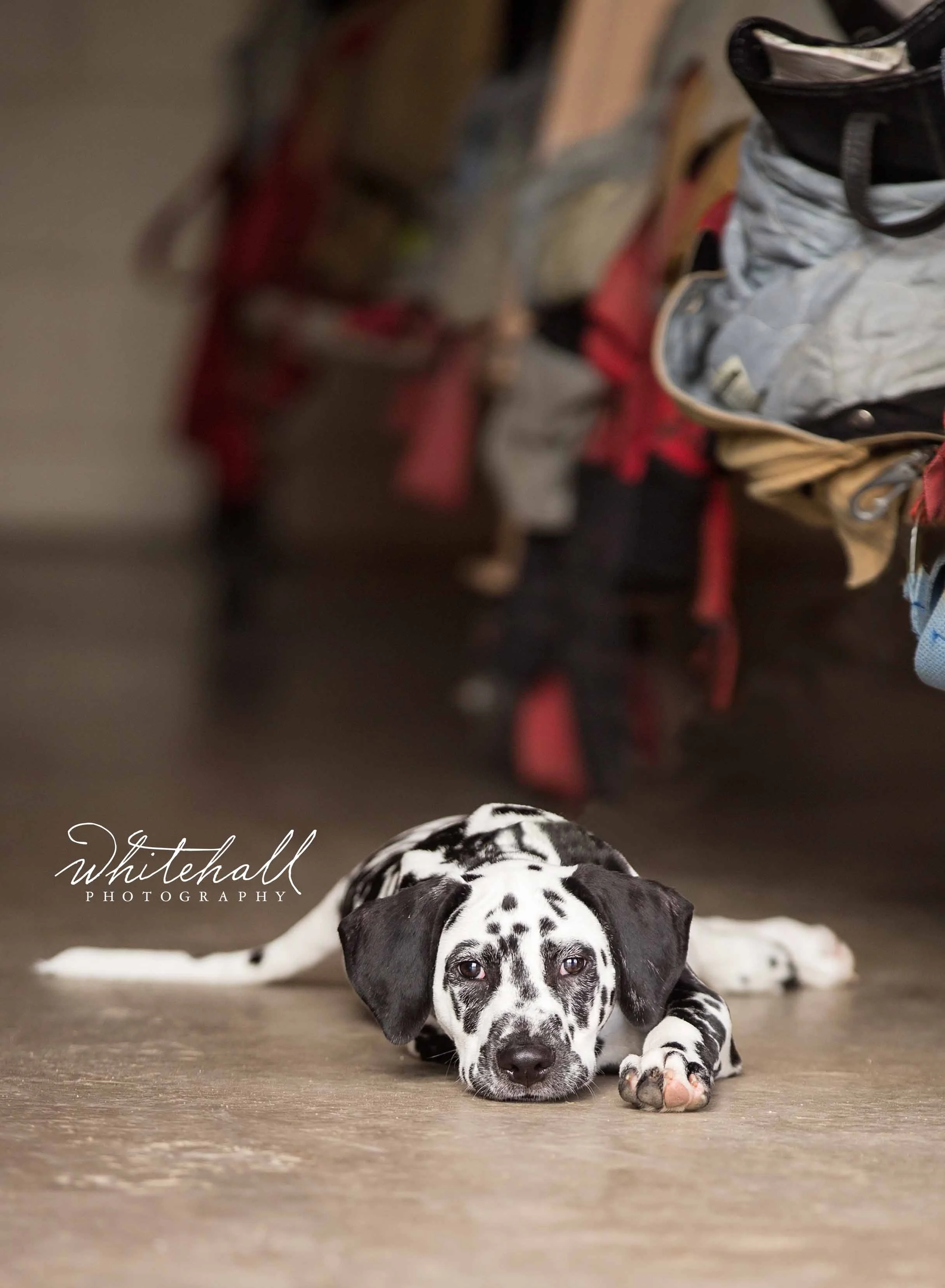 When I Grow Up | Firehouse Dog | St. Louis Dog Photographer | Whitehall ...