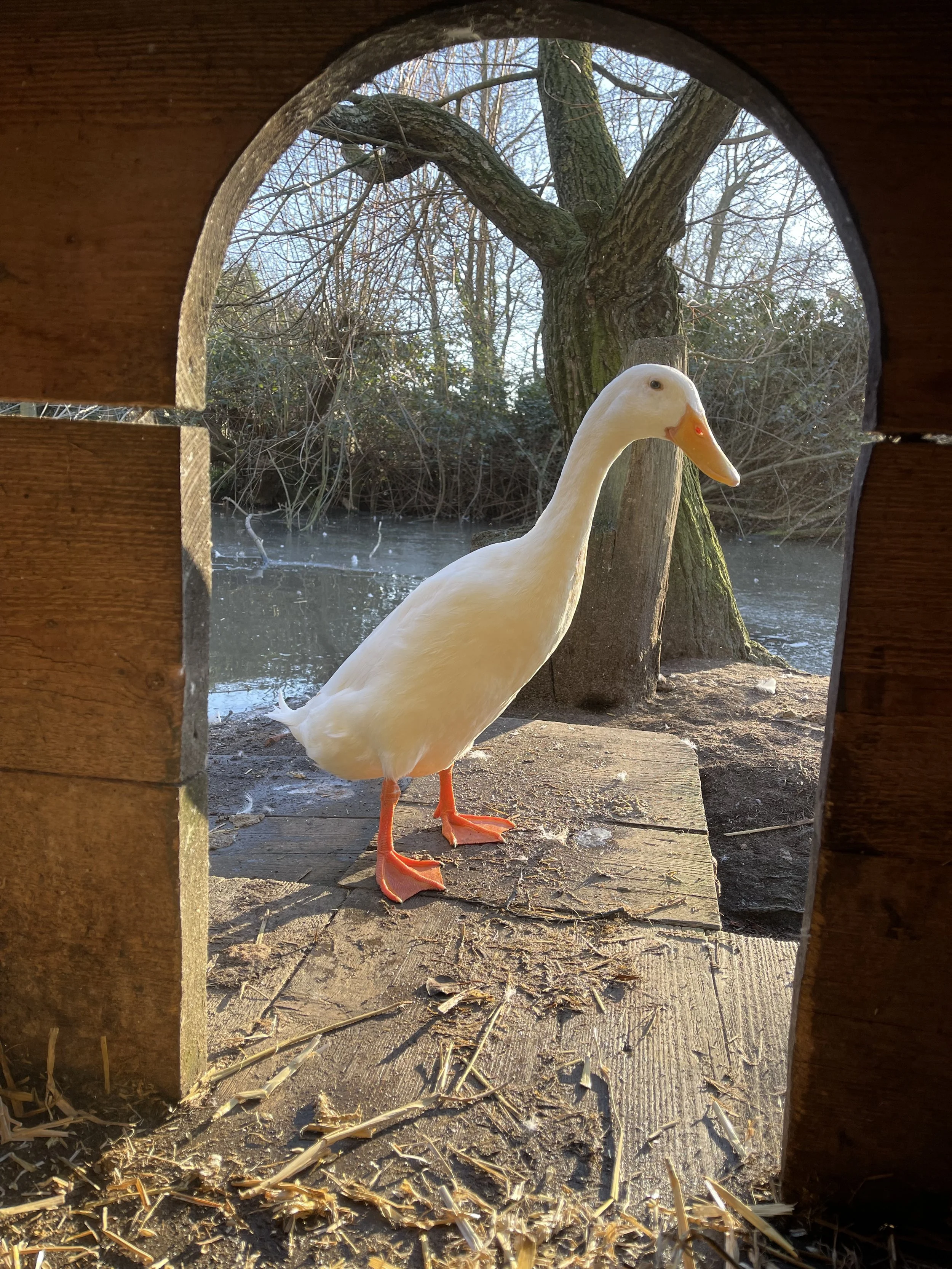George Duck — Tower Hill Stables Animal Sanctuary