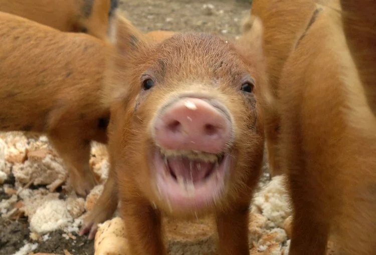 RASCAL — Tower Hill Stables Animal Sanctuary