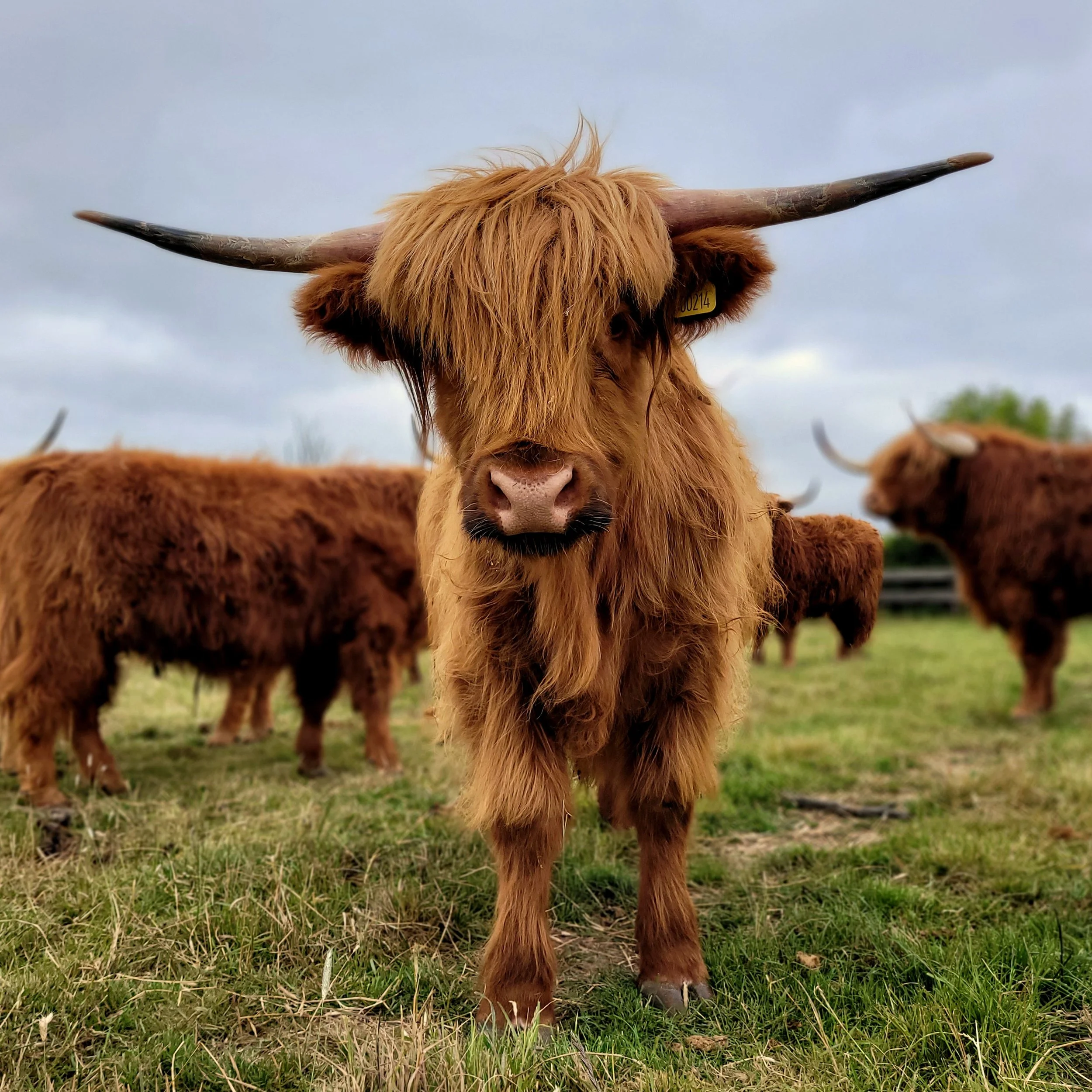 Tower Hill Stables Animal Sanctuary