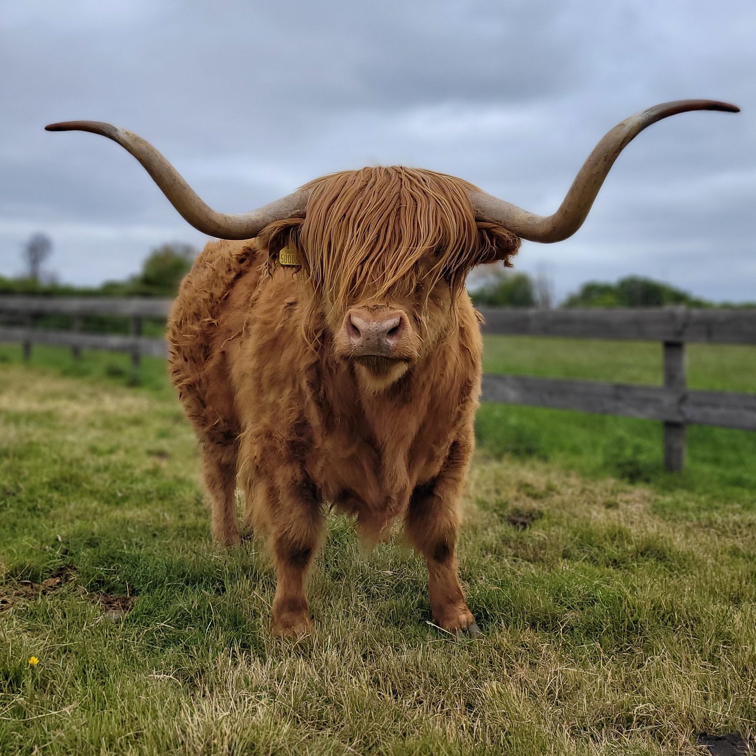 Bartholomew Hornblower — Tower Hill Stables Animal Sanctuary