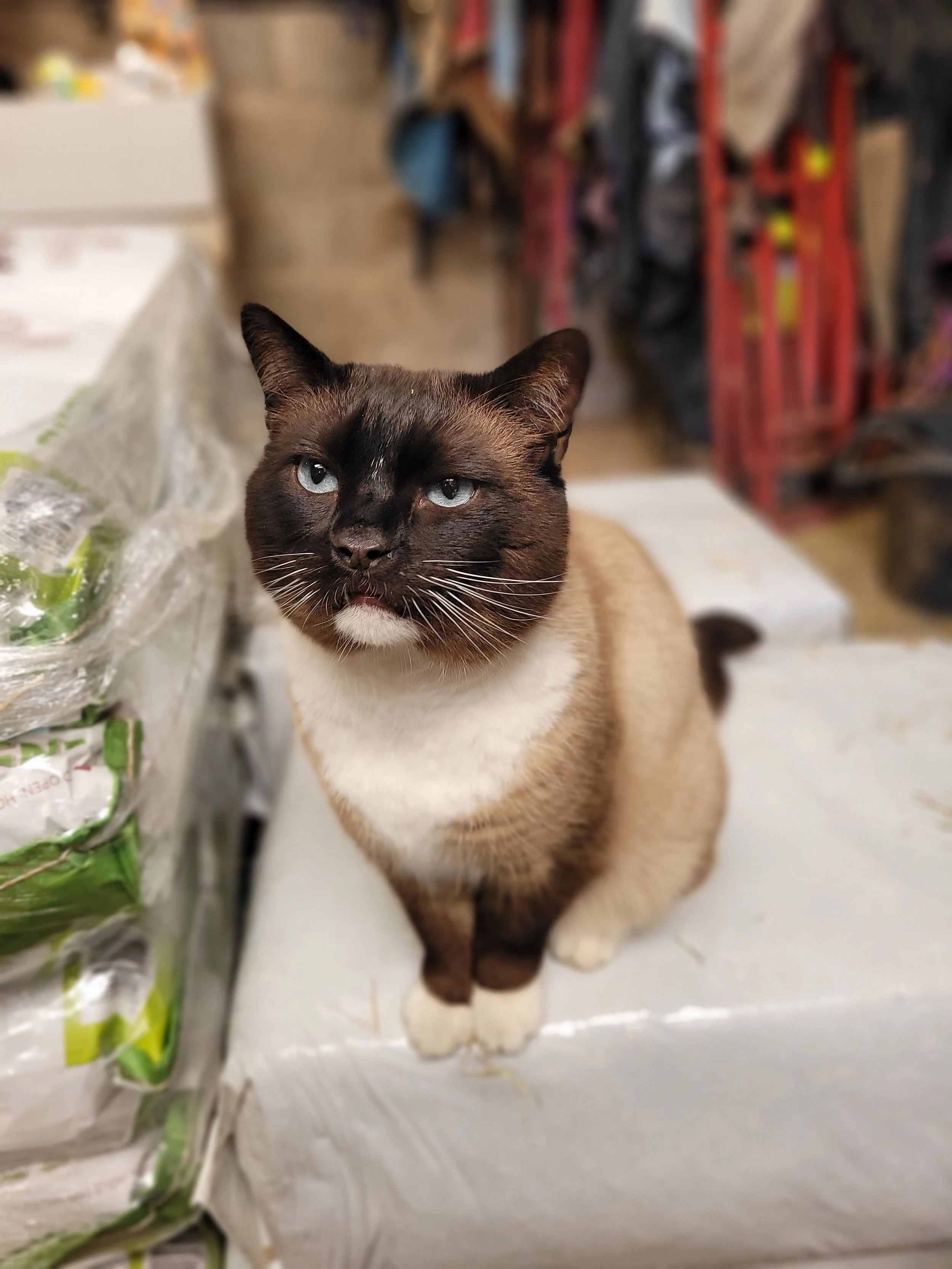 Atomic Kitten — Tower Hill Stables Animal Sanctuary
