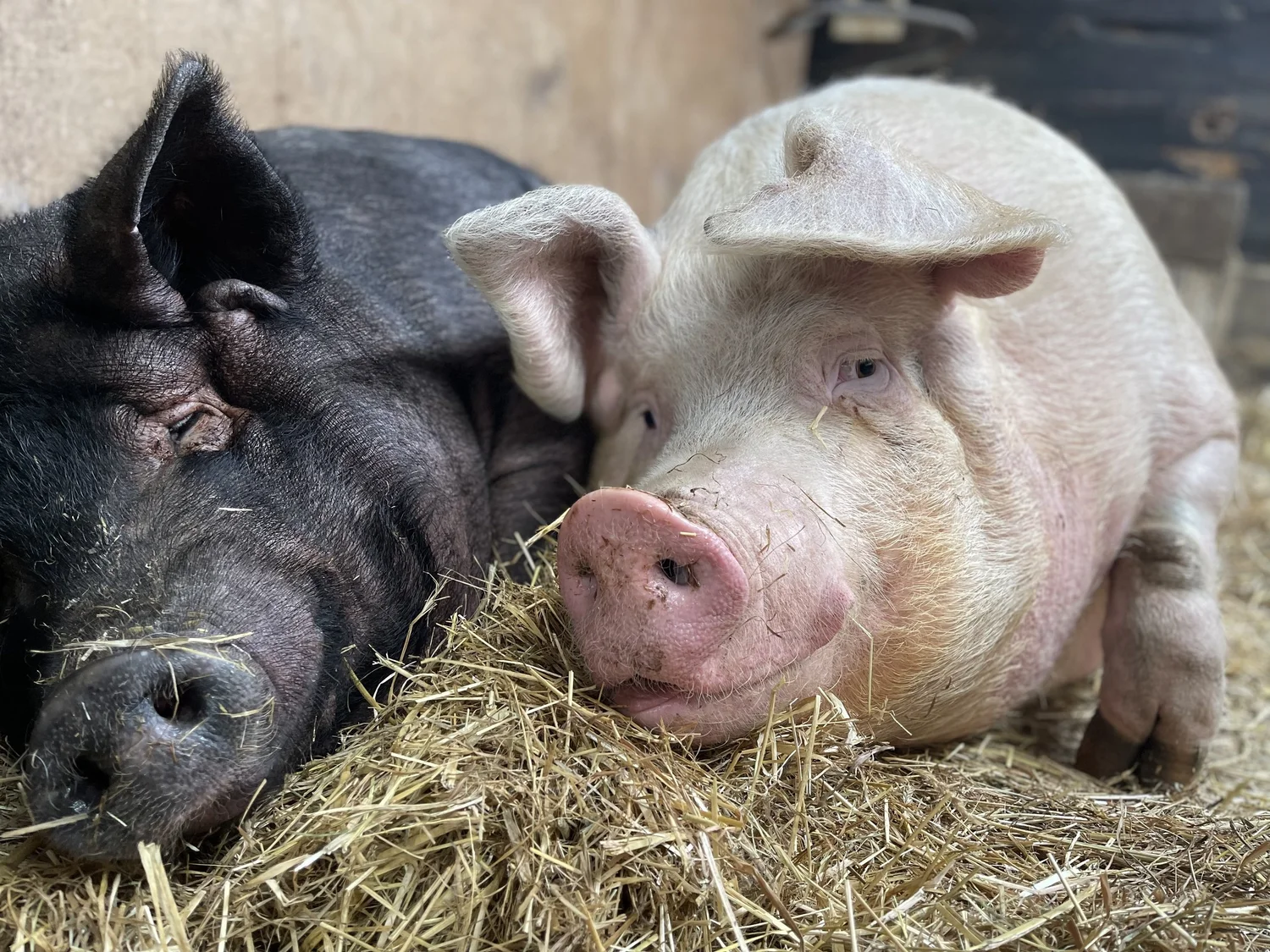 Bridget & Jemimah — Tower Hill Stables Animal Sanctuary