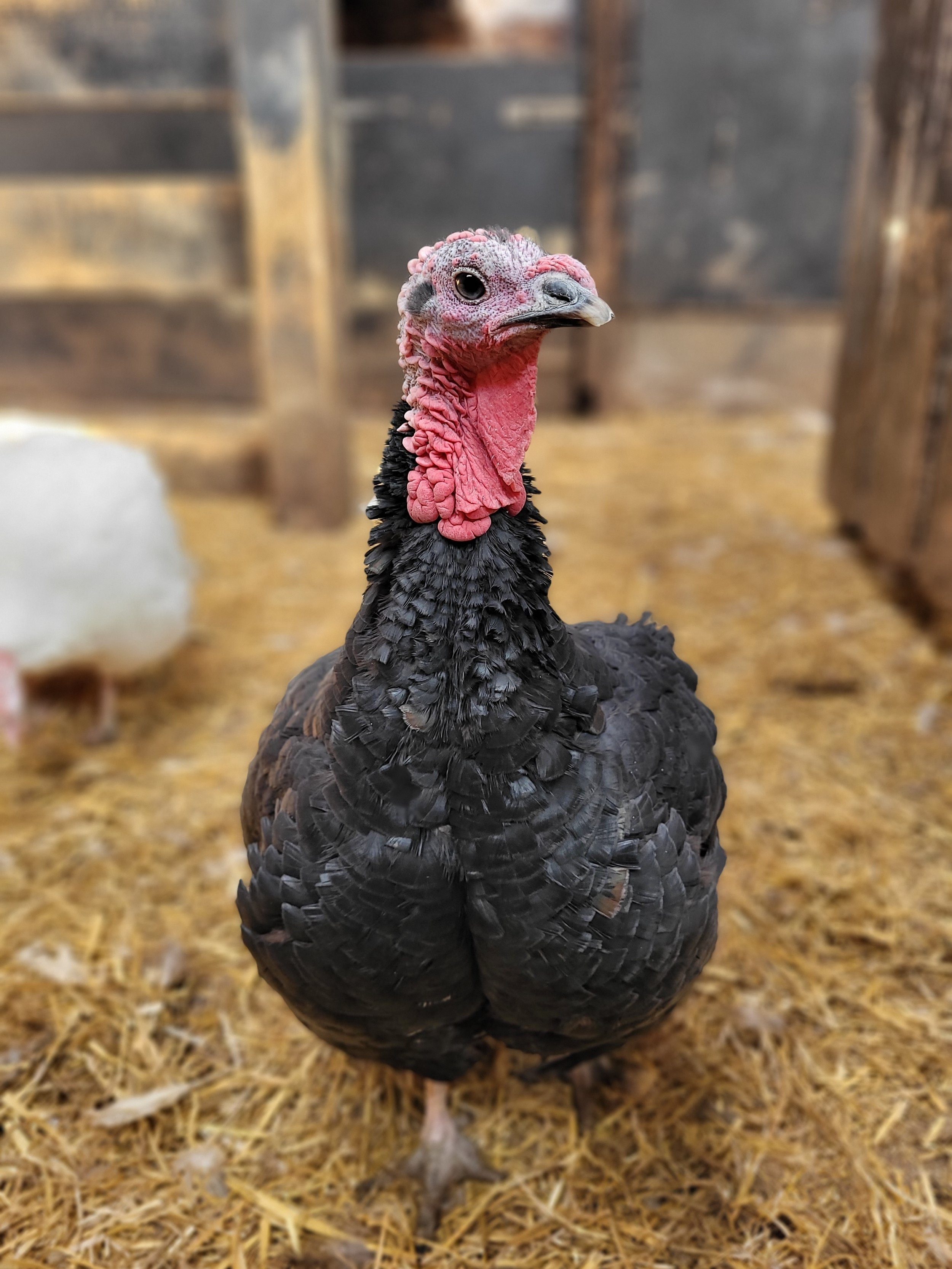 Audrey — Tower Hill Stables Animal Sanctuary