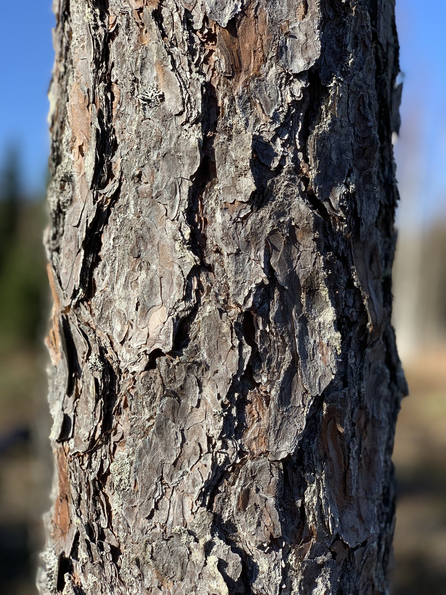 PineSkins — Sarmite Polakova