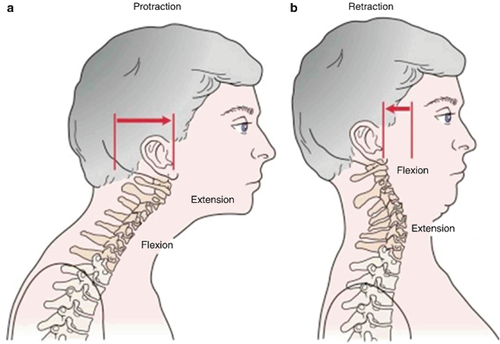 Protraction And Retraction