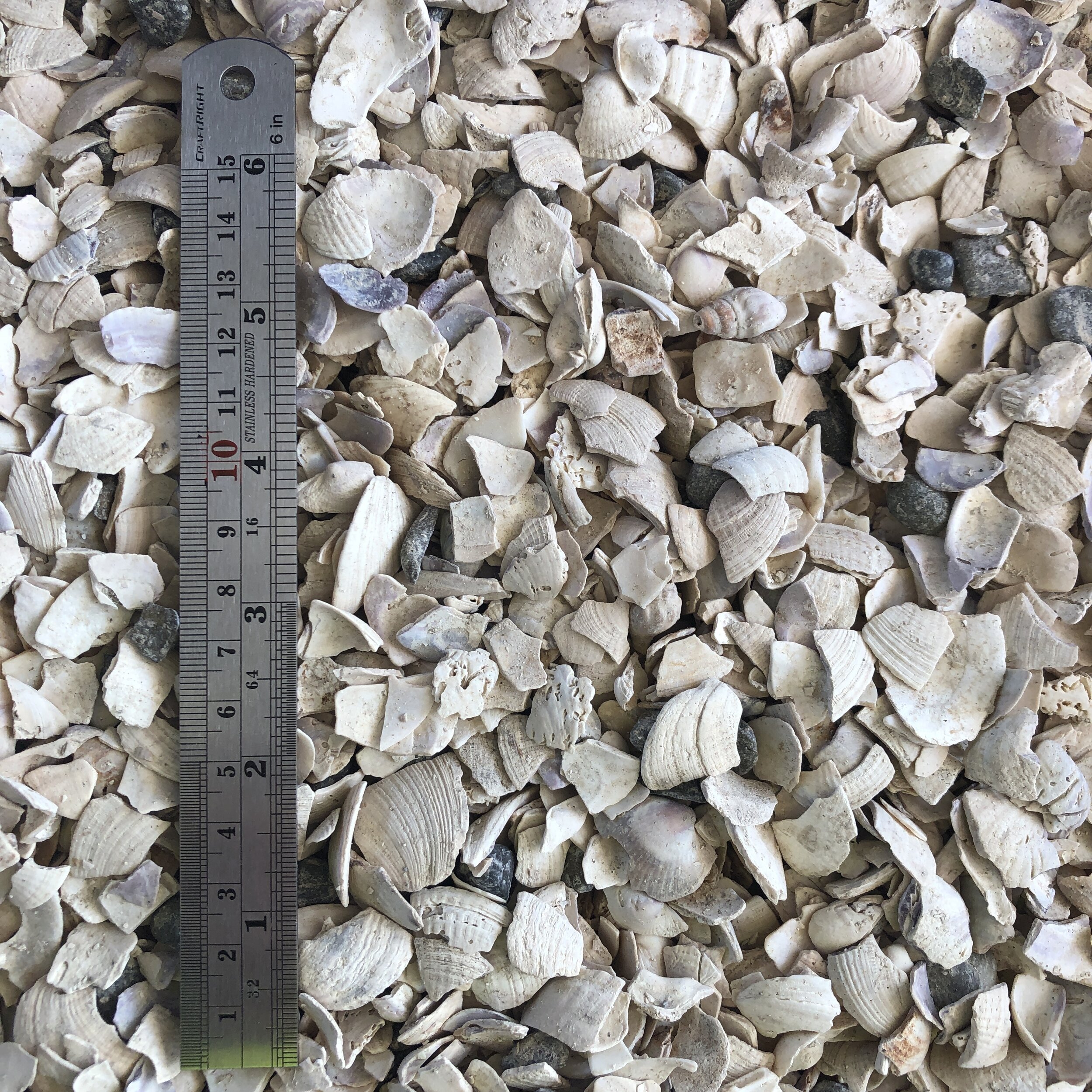 Crushed Seashells For Landscaping