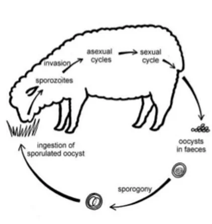 Coccidiosis: A Common Cause of Diarrhea — Rideau-St. Lawrence ...