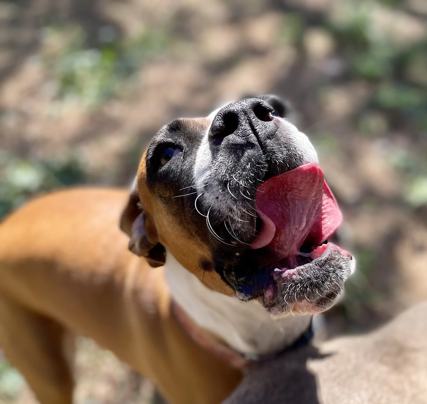 Longhorn Pet Services: Georgetown Dog Boarding / Leander Dog Boarding ...