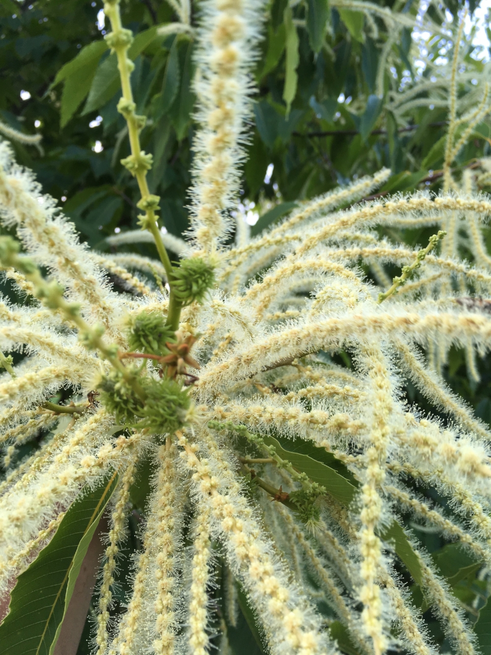 American Chestnut Flower