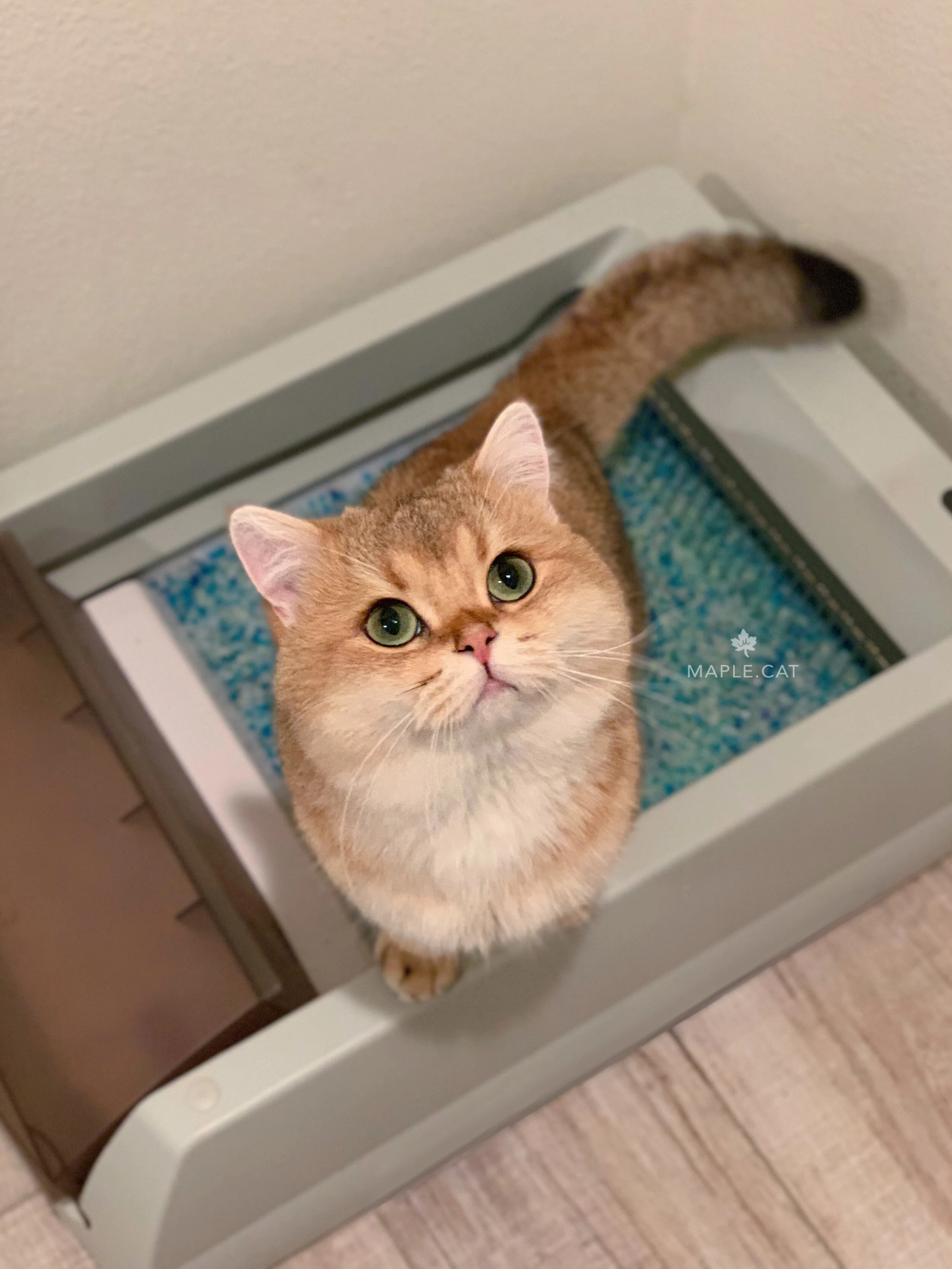 Collab — Maple Cat