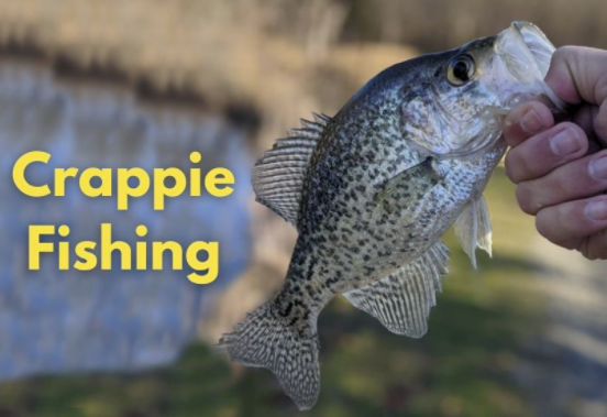 Crappie bed map & limits — Lake Waukomis, MO