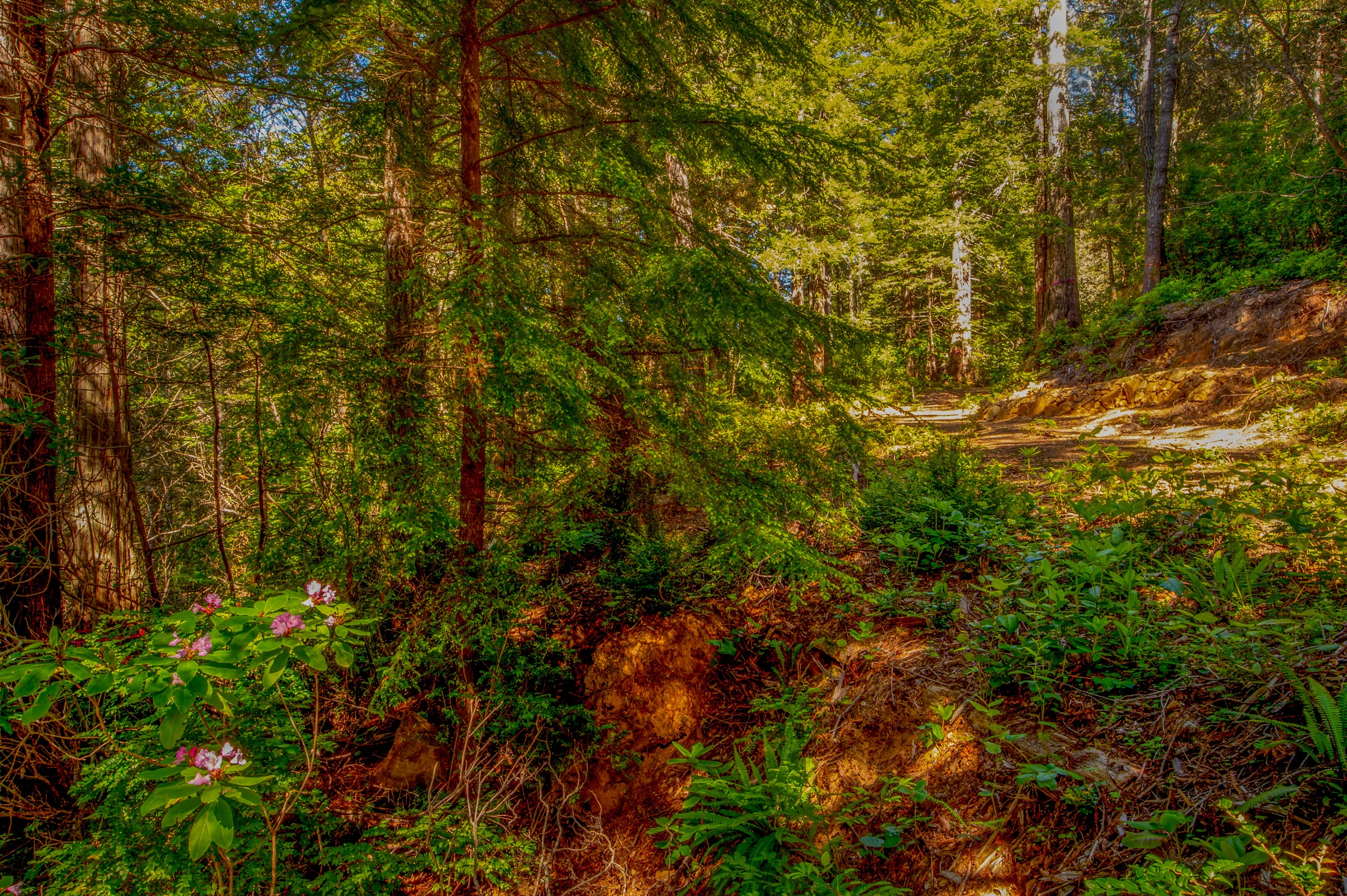 Memorial Forest — Fletcher Studio