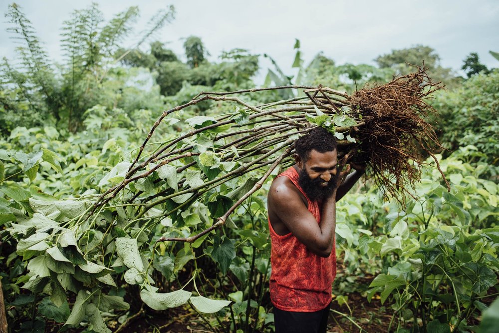 New to Kava? A quick guide | Explore and Learn More — The Kava Society