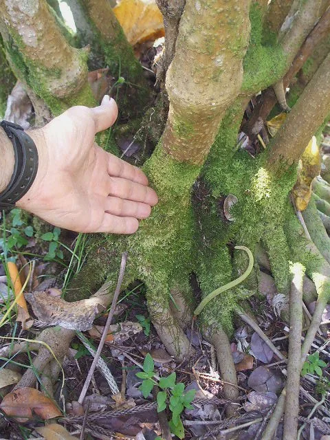 The Kava Society | Learn About Kava | Kava Basics | Kava Science | Kava ...