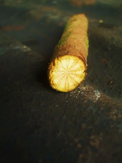 The Kava Society | Learn About Kava | Kava Basics | Kava Science | Kava ...