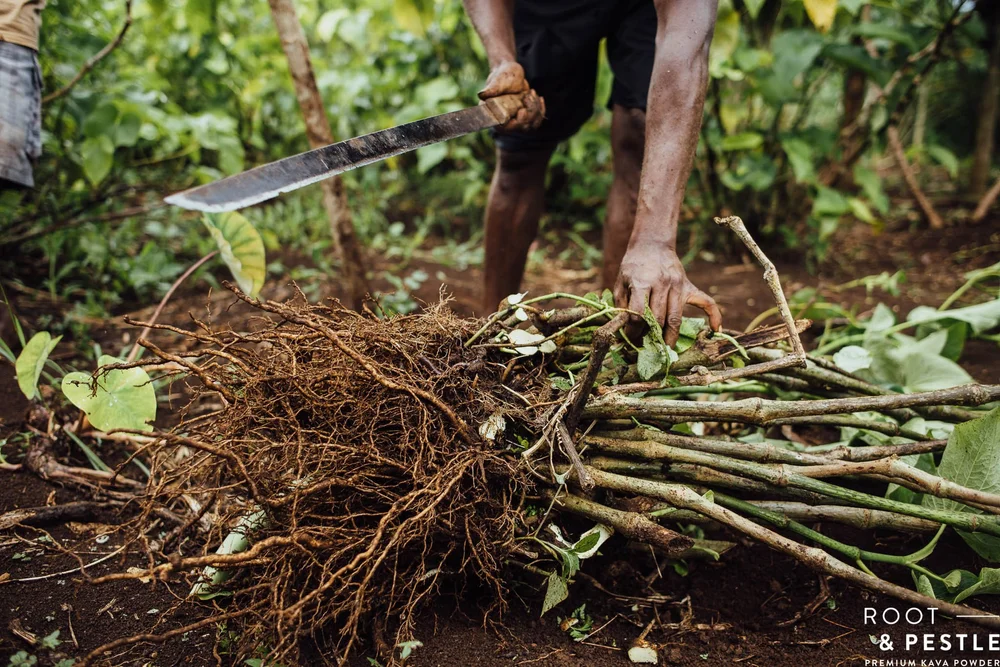New to Kava? A quick guide — The Kava Society