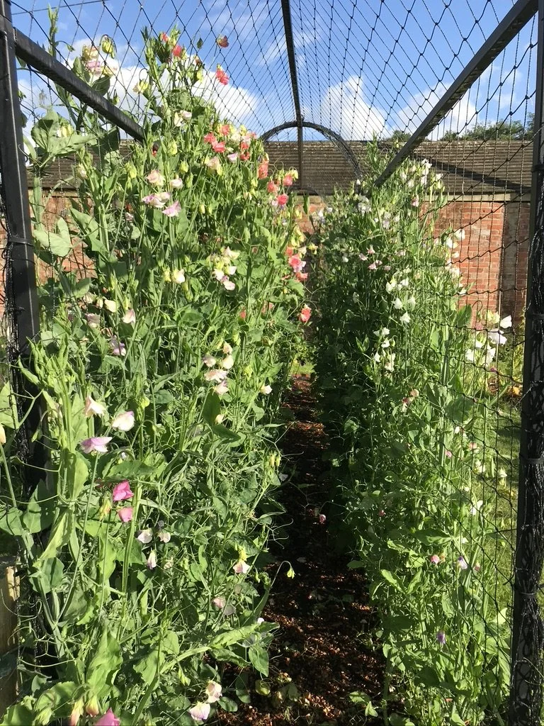Little Park Flowers/sustainable cut flowers