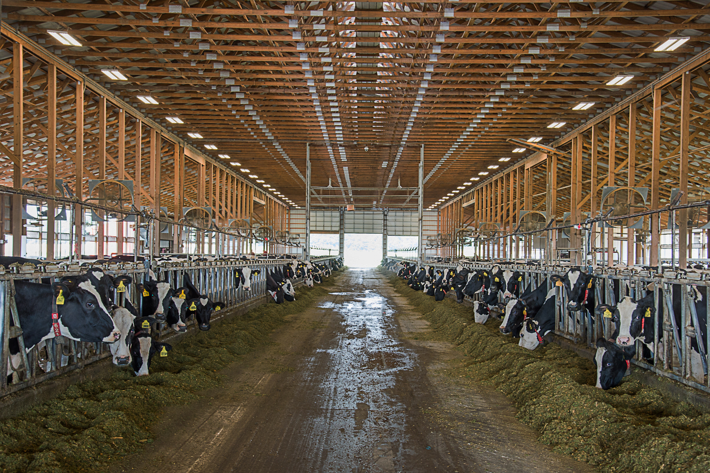 SWISSLANE FARMS