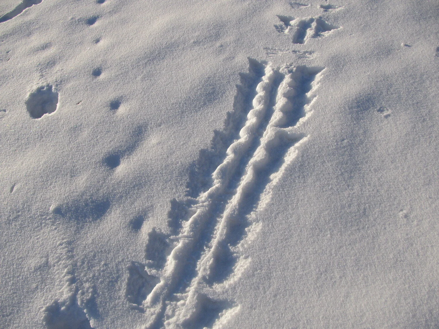 Snapping Turtle Footprint