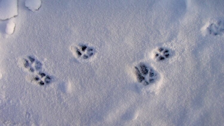 Fox Footprints In Snow