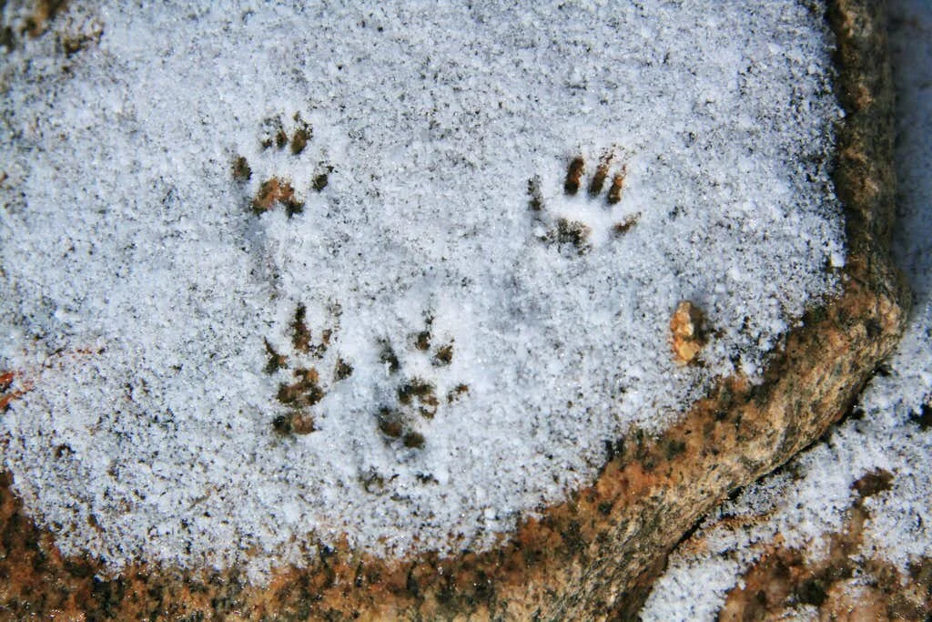 Eastern Chipmunk Tracks