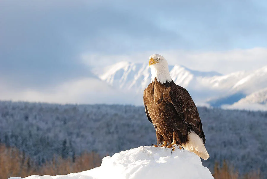 Eagles Snow