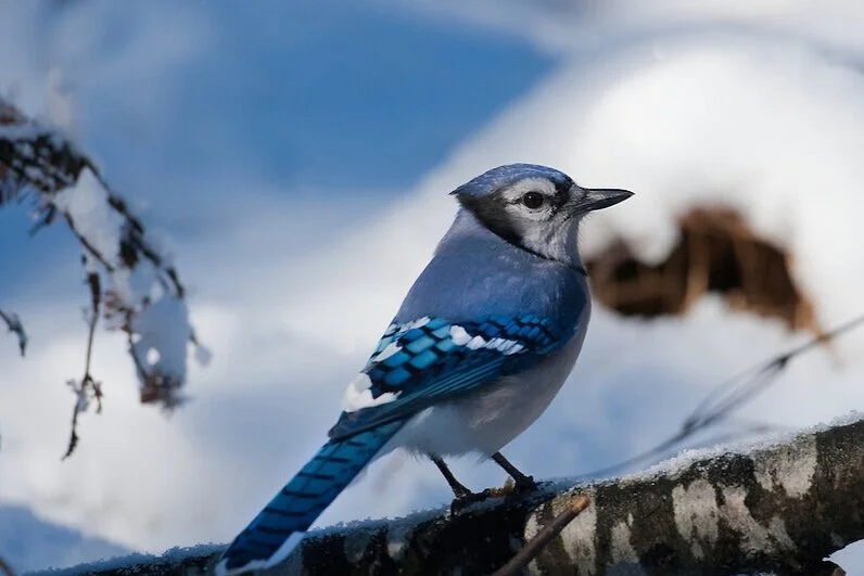 Blue Jay In Snow