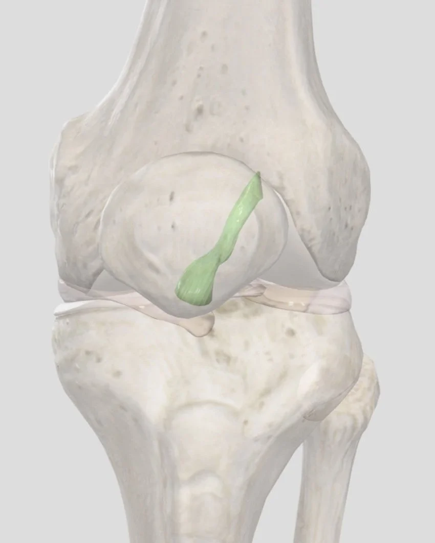 A Physiotherapists comprehensive guide to ACL rehabilitation in Sydney ...