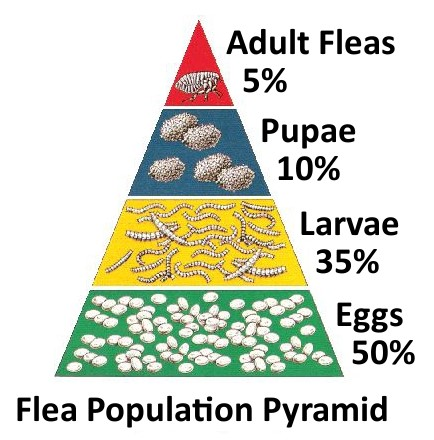 Declaring (Sensible) War on Fleas and Ticks — Fairfield Beach Access