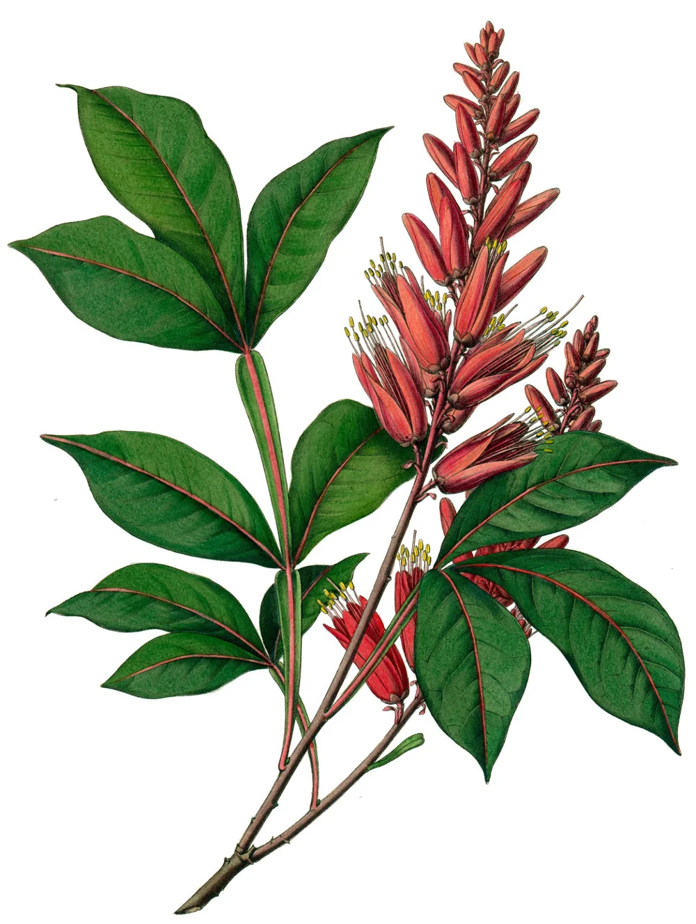 Declaring (Sensible) War on Fleas and Ticks — Fairfield Beach Access