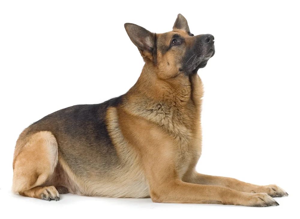 King Kennels