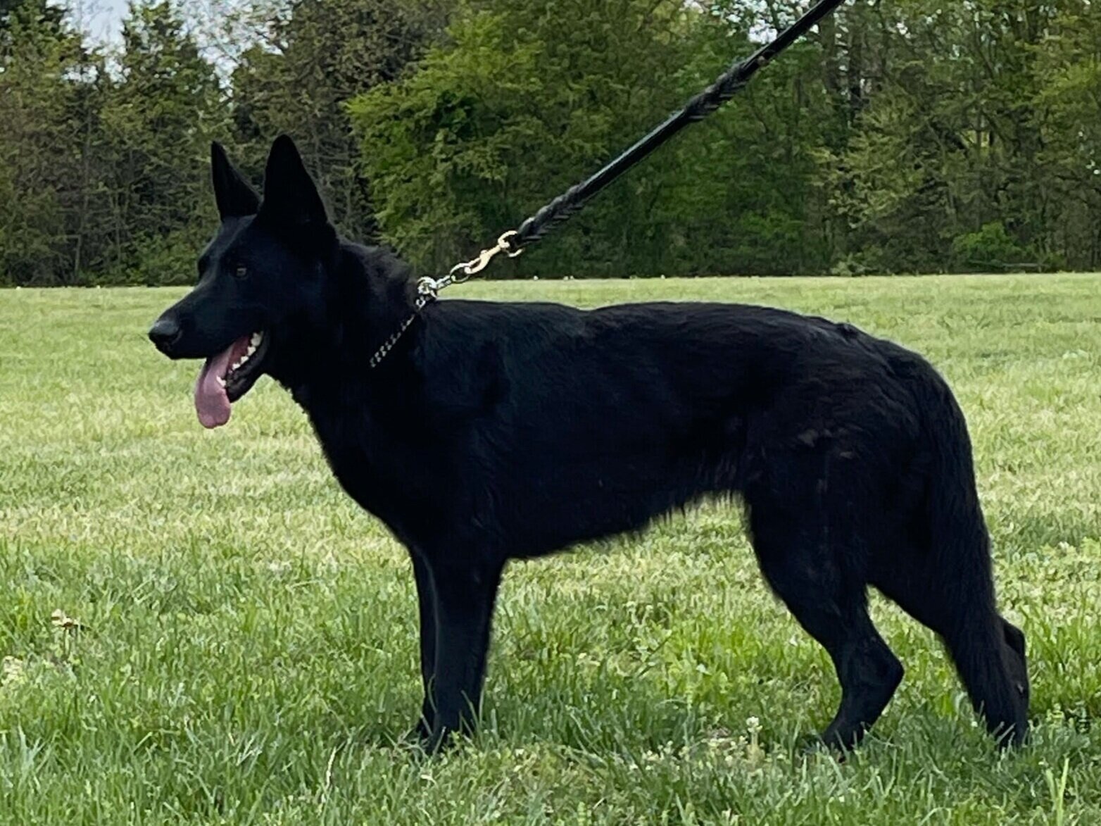 Our Dogs — King Kennels